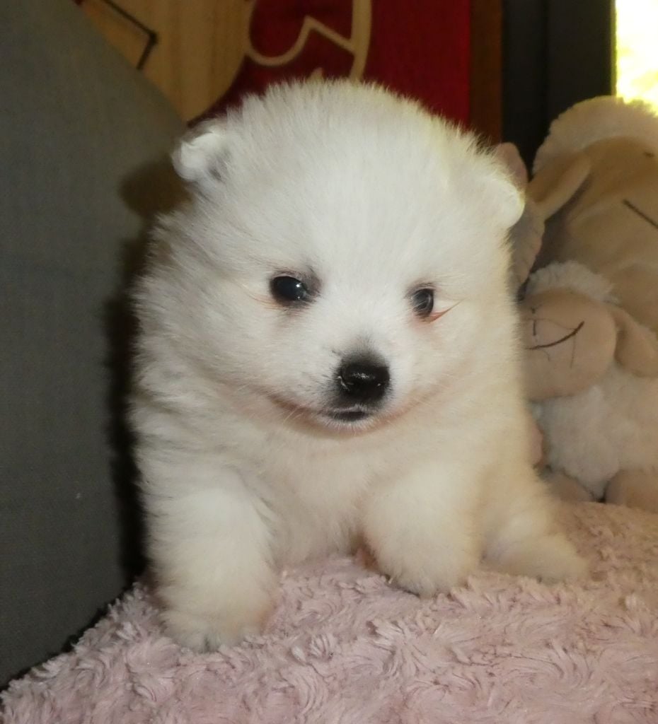 Chien Spitz japonais Ryunoka des joyeux dahus
