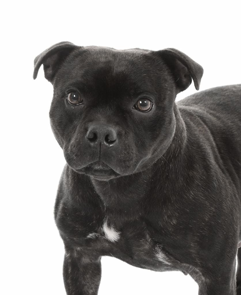 Chien Staffordshire Bull Terrier Blazing Blacks Mad' destiny