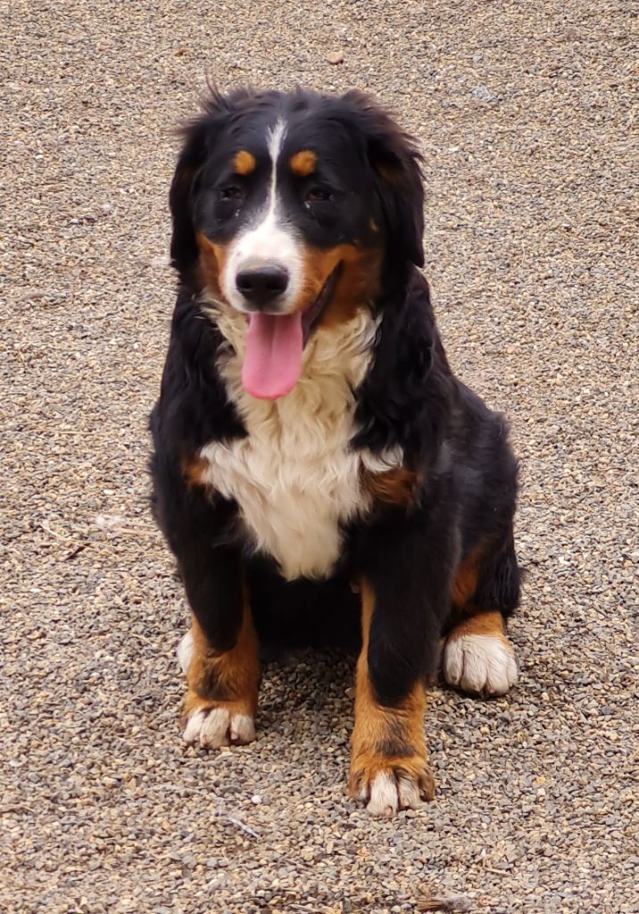 Chien Bouvier Bernois Rapide du Domaine du Chai de Majolan