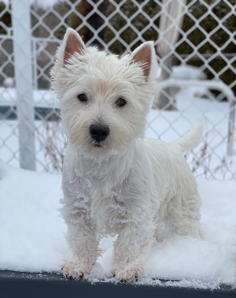 Chien - westie-Québec, élevage de west Highland terrier