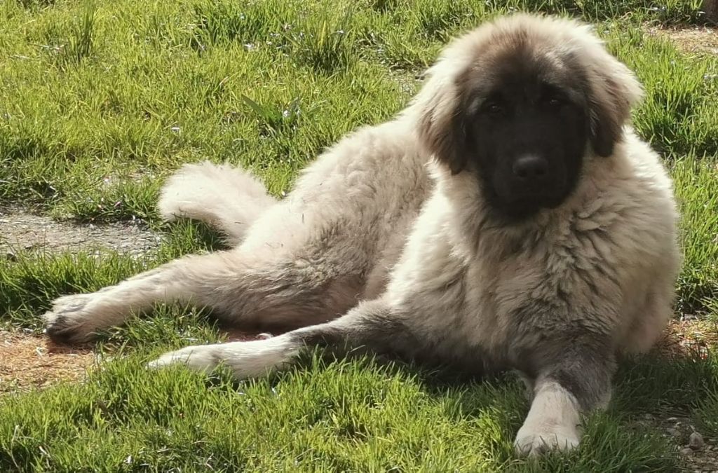 Chien Berger Yougoslave de Charplanina Annah ruah appalachi kennel