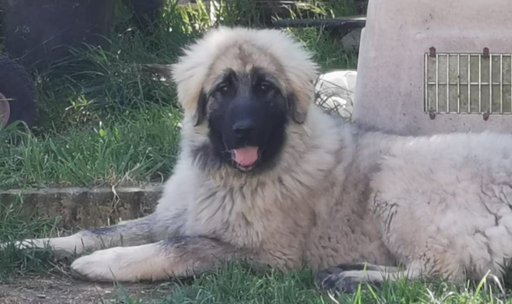 Chien Berger Yougoslave de Charplanina Oscar dit shaddai ruah (Sans Affixe)