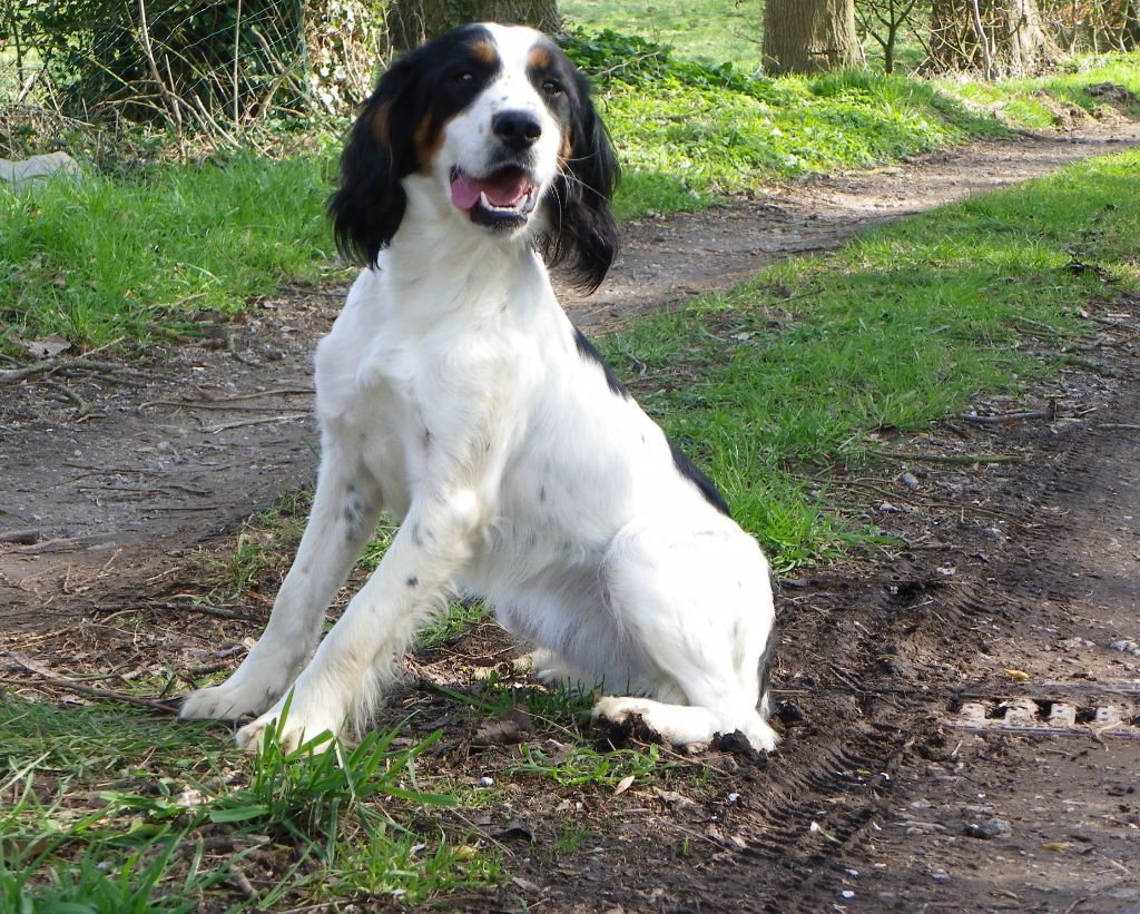 Chien English Springer Spaniel Perle du sentier percherine