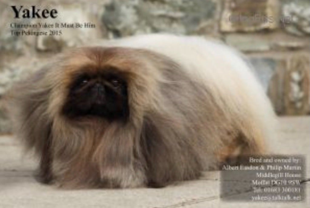 Chien Pekinois blevwil Ranger
