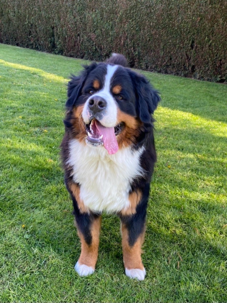Chien Bouvier Bernois Ronsard du clos de l'envolée sauvage