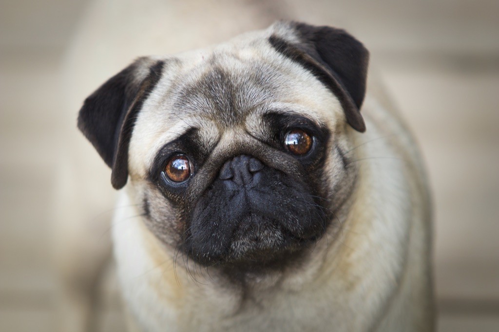 Chien Carlin Penny lane Du Domaine De Paladine