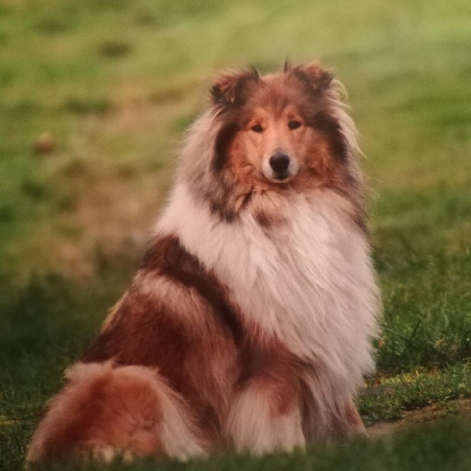 Chien Colley à poil long Nauplie De Charletienne