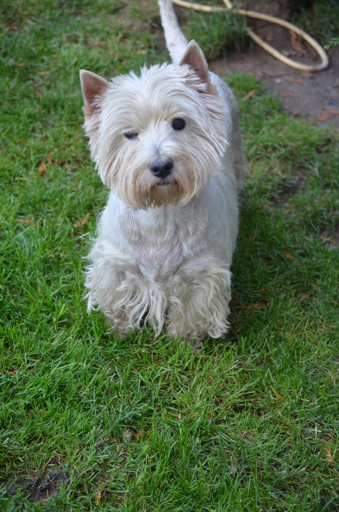 Chien West Highland White Terrier Orlane Du domaine d'alexan