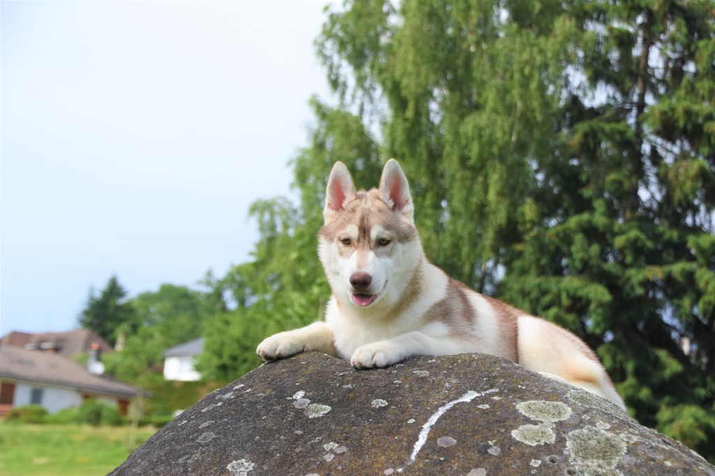 Chien Siberian Husky Starlight Angel Of Soyane