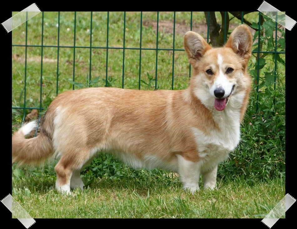Chien Welsh Corgi Pembroke Orikin's Oh chiquita