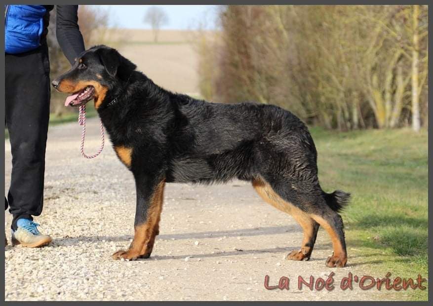 Chien Berger de Beauce Ratafia de champagne de la Noé d'Orient