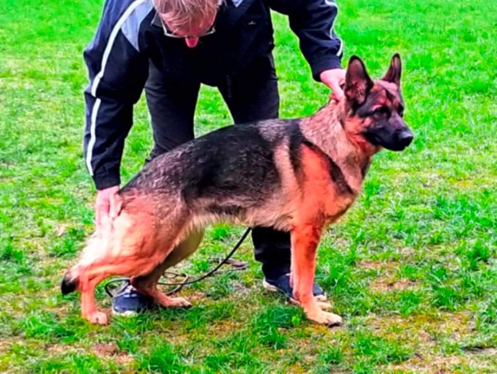 Chien Berger Allemand Penelope Du domaine du parc