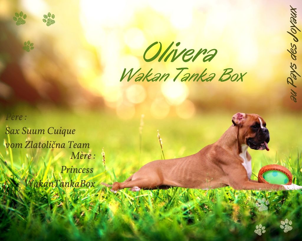 Chien Boxer Olivera wakan tanka box
