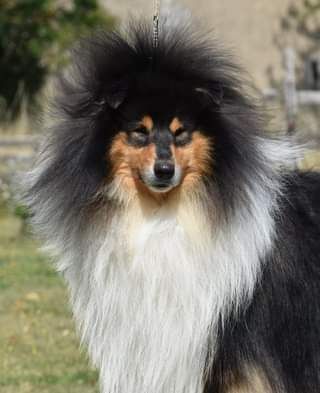Chien Colley à poil long CH. Patronus du domaine des Emeraudes