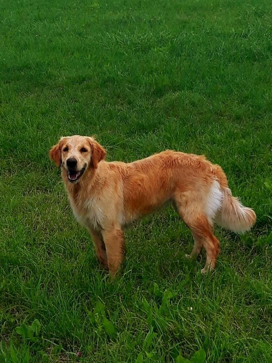 Chien Golden Retriever Ruby Des Fields Daoe