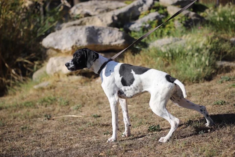 Chien Pointer Schoupette Du clos de la berruguette