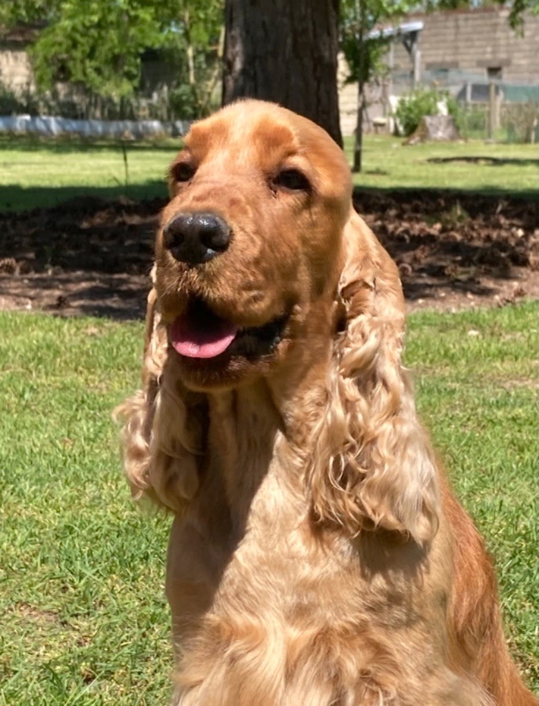 Chien Cocker Spaniel Anglais Sunset D'hell Pepper