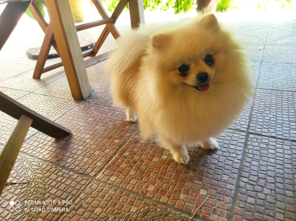 Chien Spitz allemand Titre Initial Jimmy brus