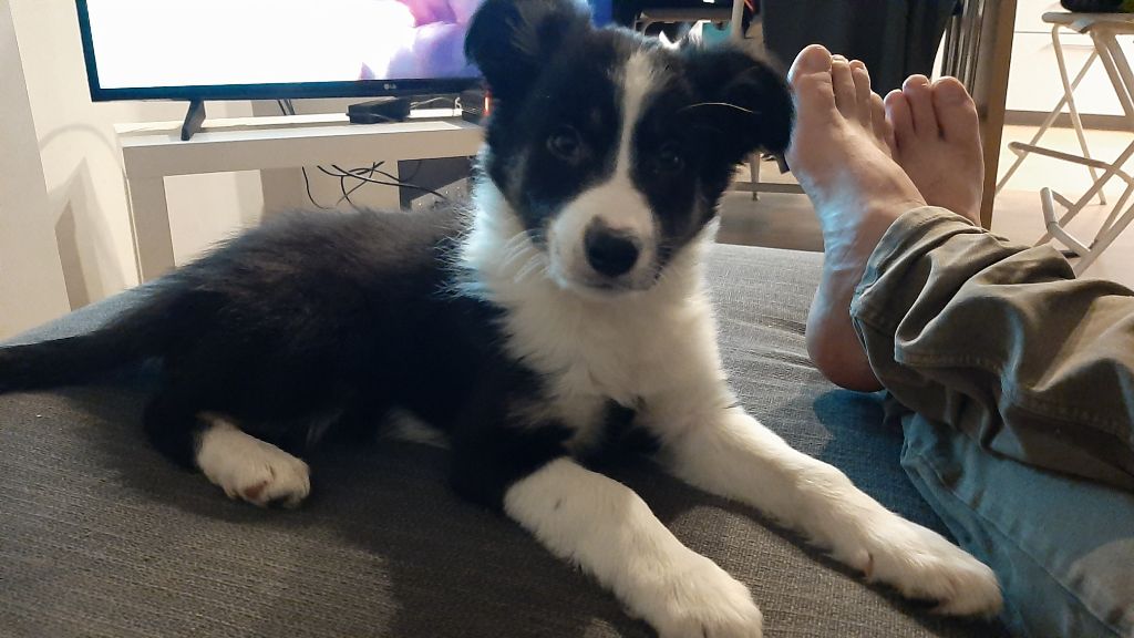 Chien Border Collie Sun Gwreiddiau'r Ci Defaid