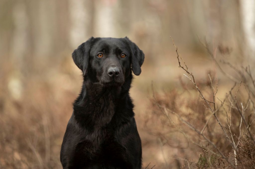 Chien Labrador Retriever Masters of Water Purdey