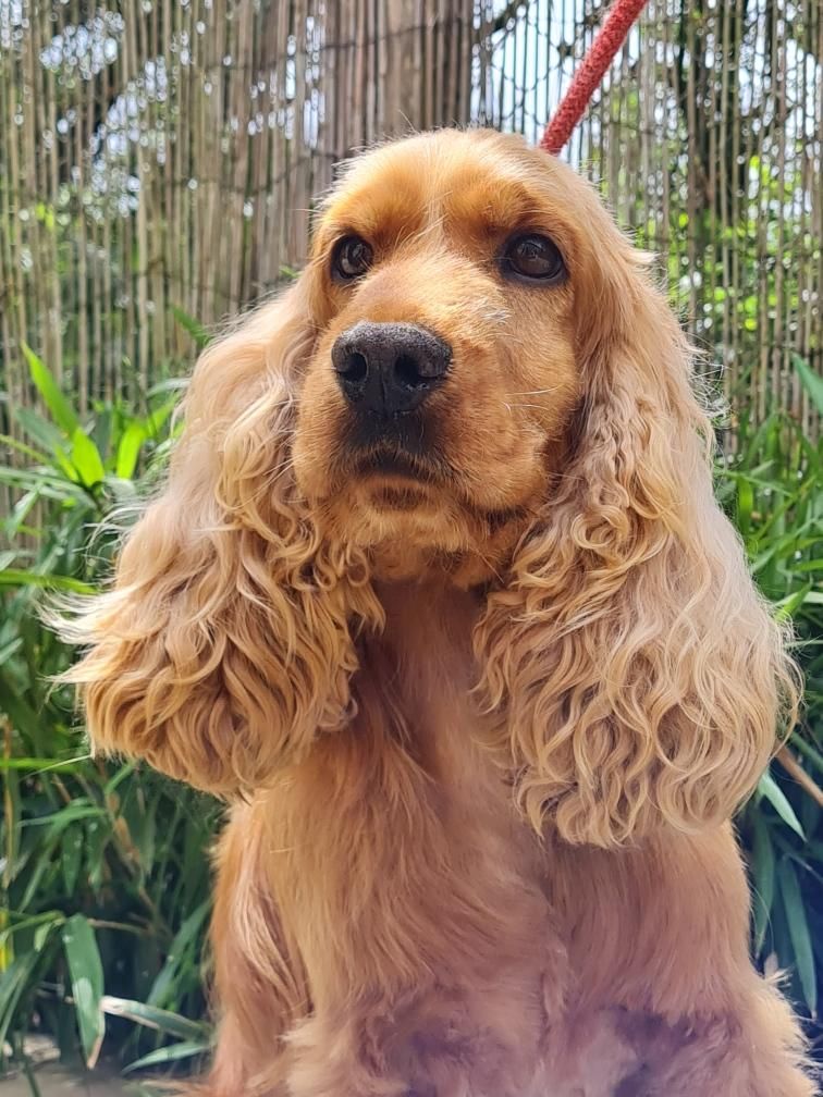 Chien Cocker Spaniel Anglais Môrice du mont de la chenaie