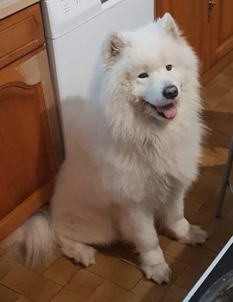 Chien Samoyède Jongo des Joyaux Des Ki Millacs