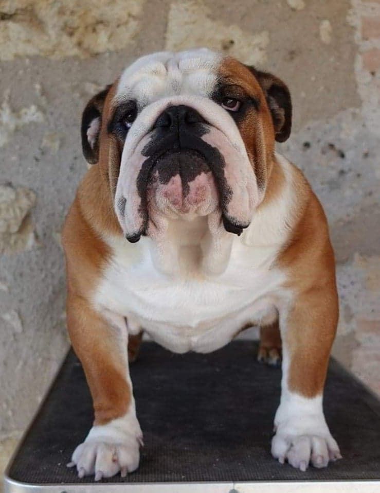 Chien Bulldog Anglais Mystic Legend So precious