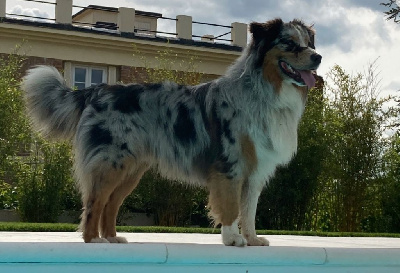 Chiot Berger Australien - CHIOT 3 Du Domaine Des Robes Sacrées