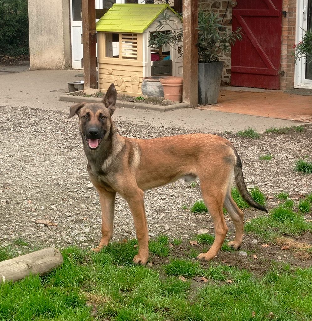 Chien Berger Belge T' panzer Des Gardiens Enchainés