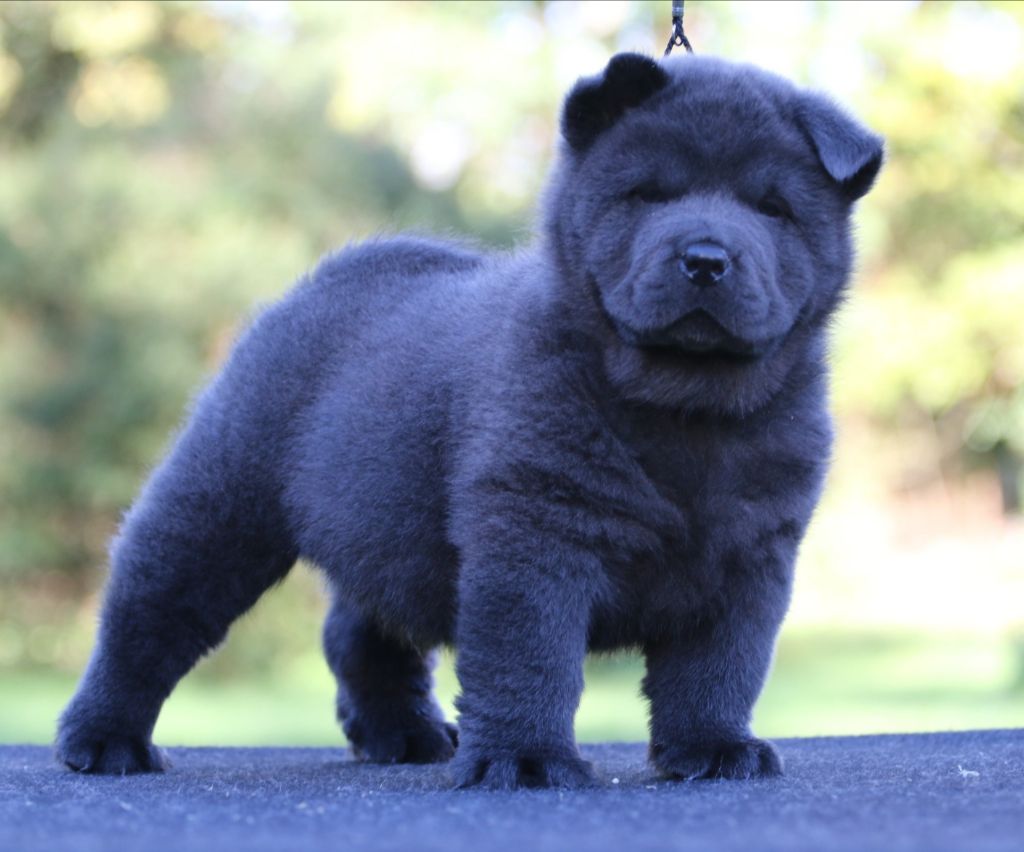 Chien Chow Chow Tyson Aurely's Dogs