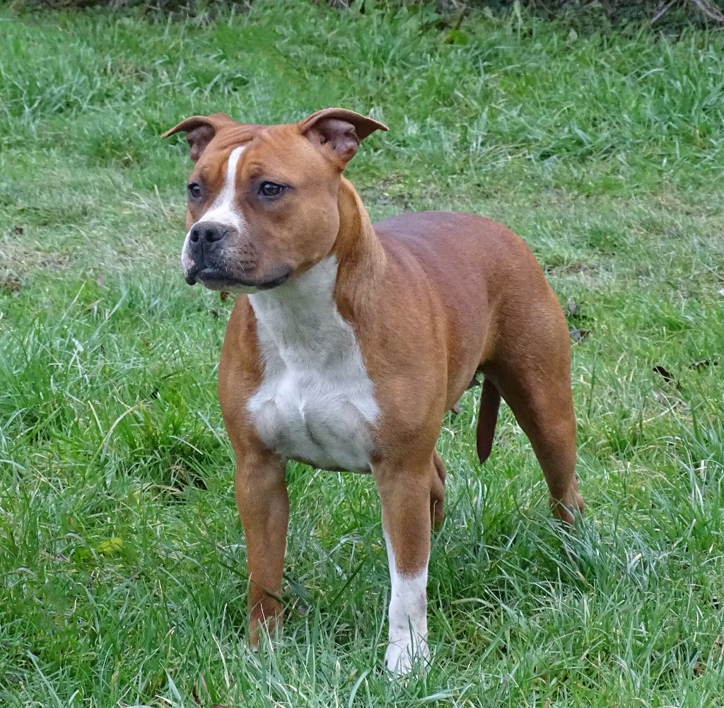 Quelle Est L’Origine Du Chien American Staffordshire Terrier – DXJFW