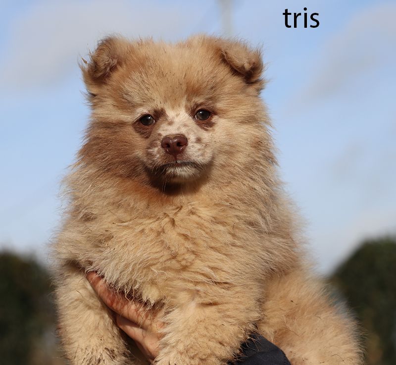 Chien Spitz allemand Tris De la butte de Goliath
