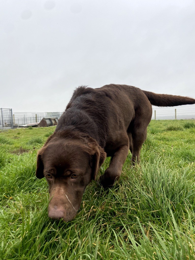 Chien Labrador Retriever Lira unbelievable smile black dog constellation