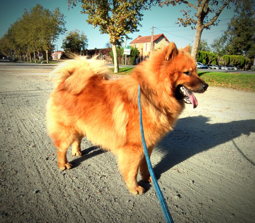 Chien - Talk to god de la rivière des Aulnes - Elevage Des Camélias De ...