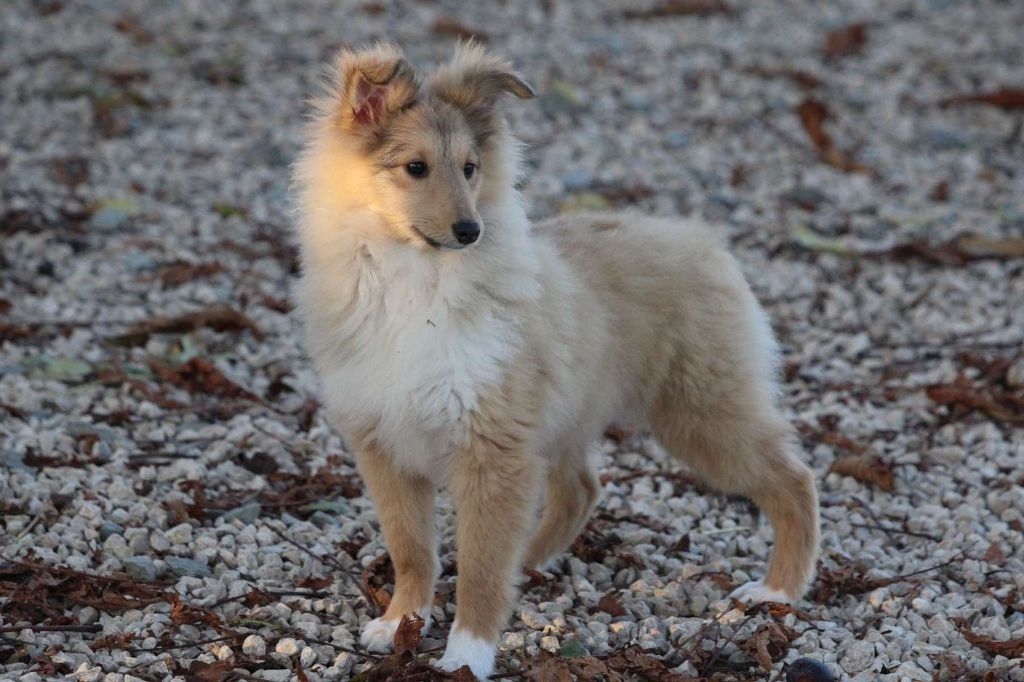 Chien Shetland Sheepdog Rose des sables de l'Angelarde