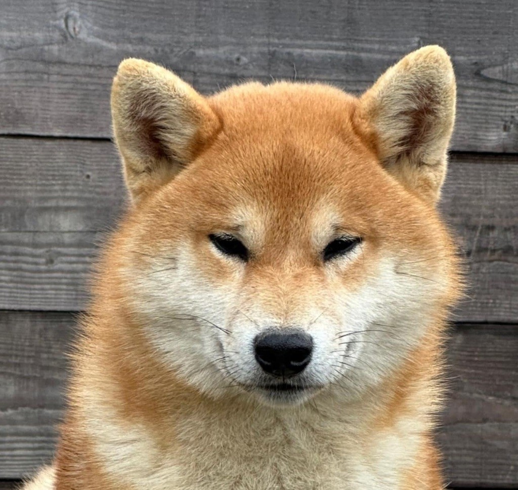 Chien Shiba Tozandou of Neko-Ken