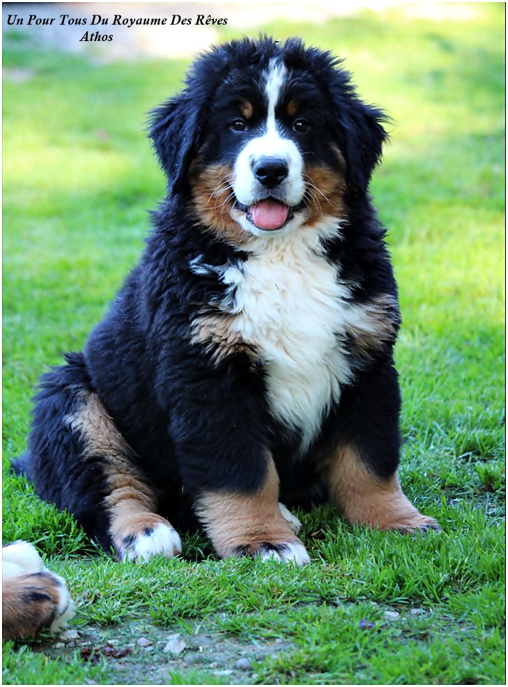 Chien Bouvier Bernois Un pour tous du royaume des reves
