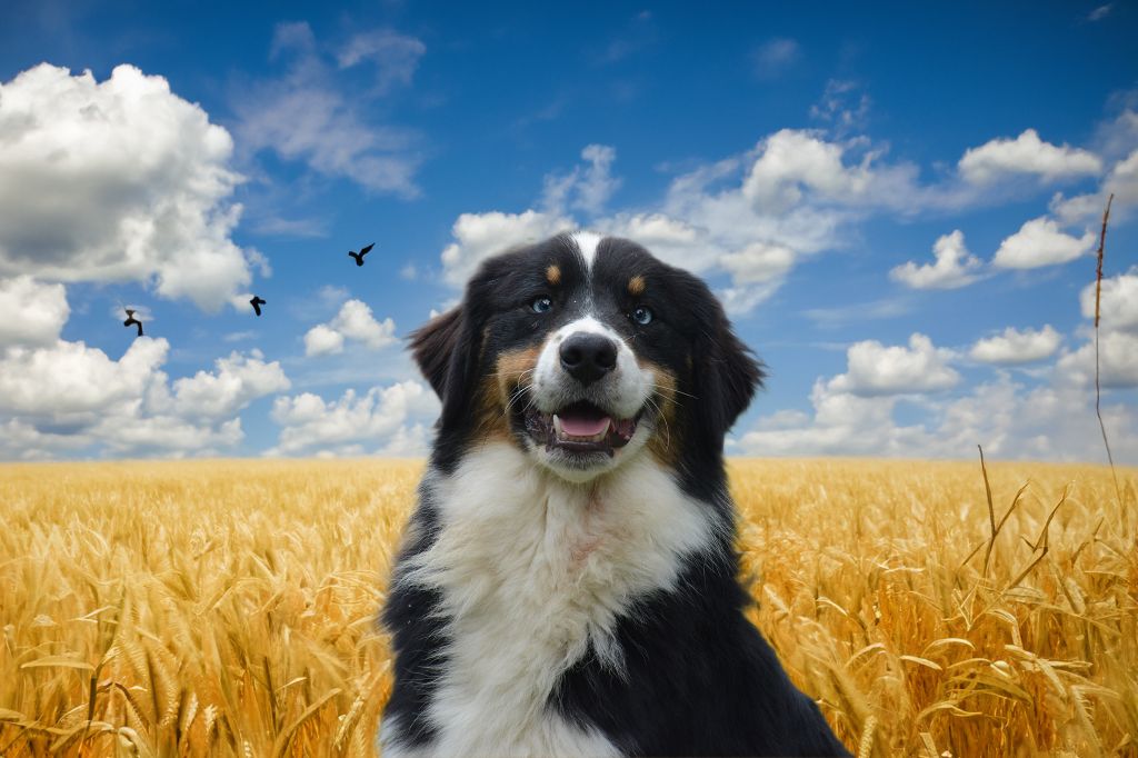 Chien Berger Australien Sanka du Domaine D'Eily