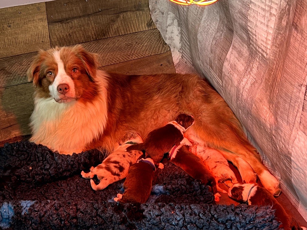 Chien Berger Australien Suzy lou pastre d'aqui