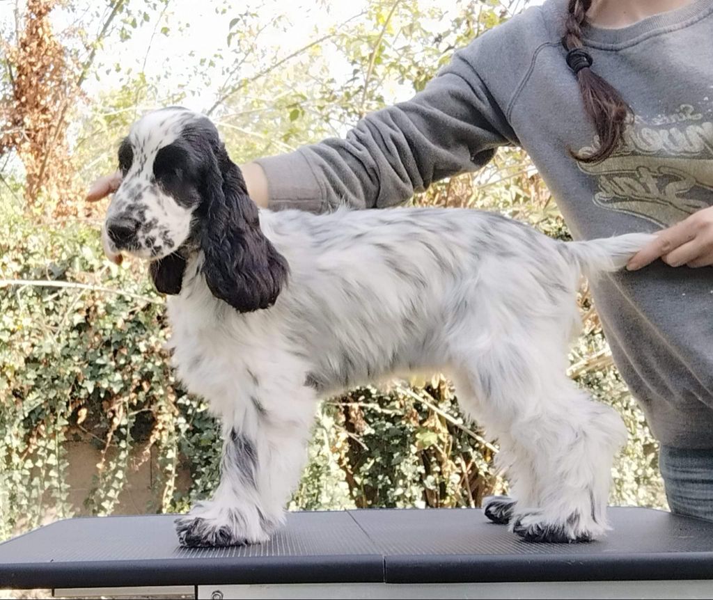 Chien Cocker Spaniel Anglais Une mini kiki dite dawn Of Kim And Co