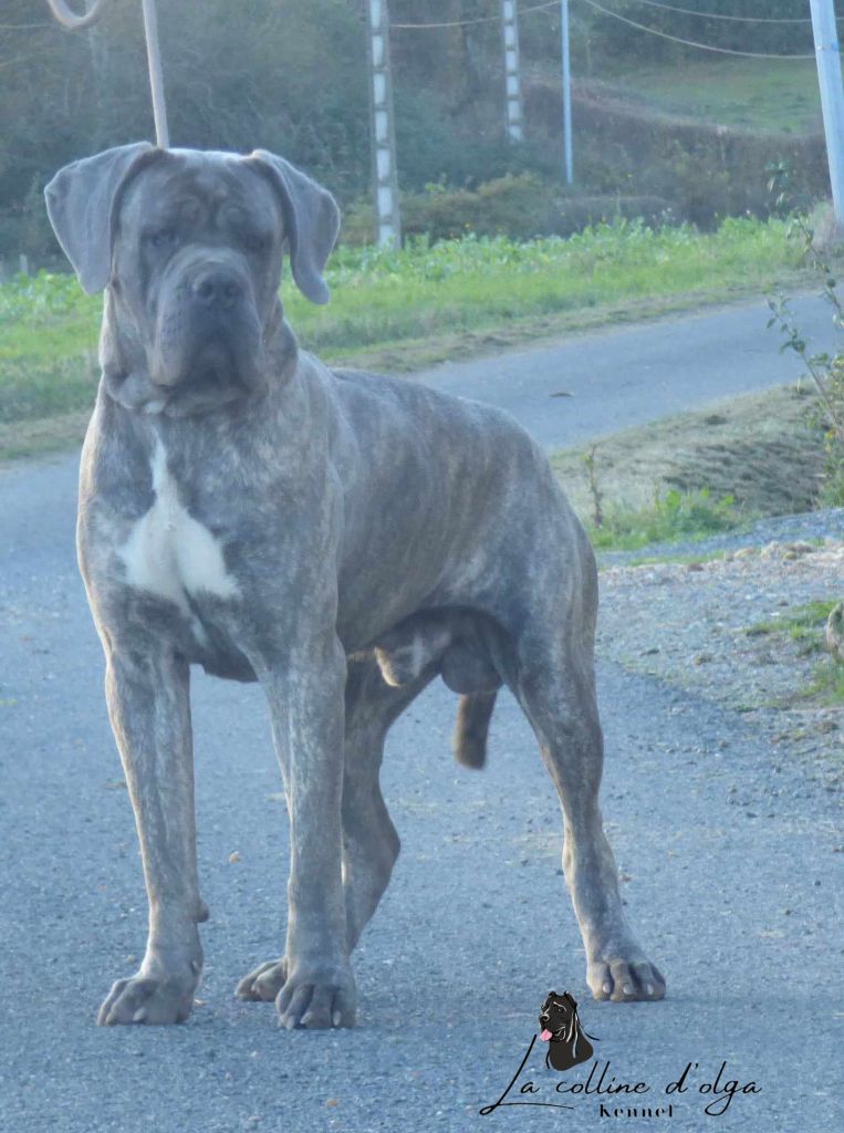 Chien Cane Corso Tango La Colline D'olga