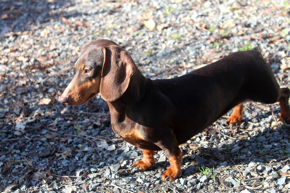 Chien - Lola cola Of Moonlight Blue - Elevage Of Moonlight Blue ...