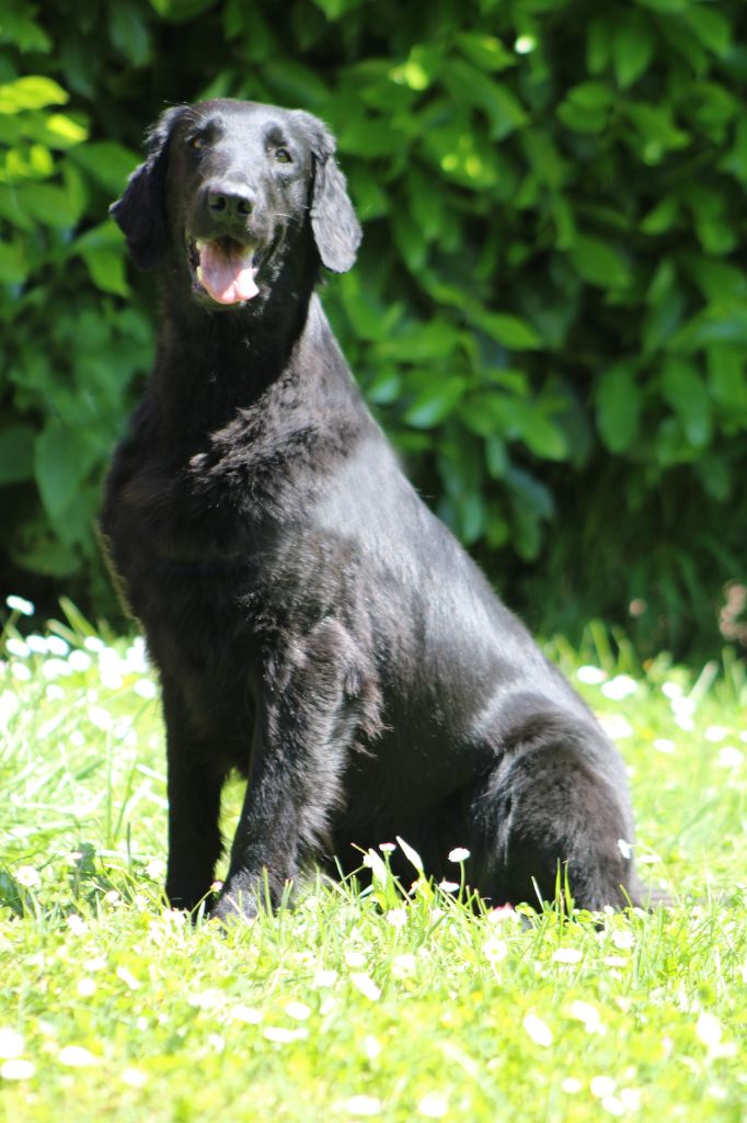 Chien Flat Coated Retriever CH. Paillette de la Passe de l'Eider