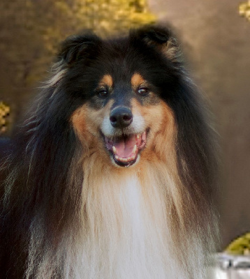 Chiot Colley à poil long - Collier violet Of Kahisars