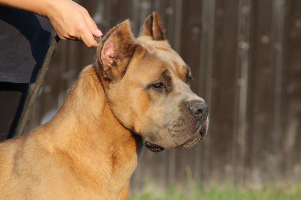 Chien Cane Corso Nilton From The Drina Hill