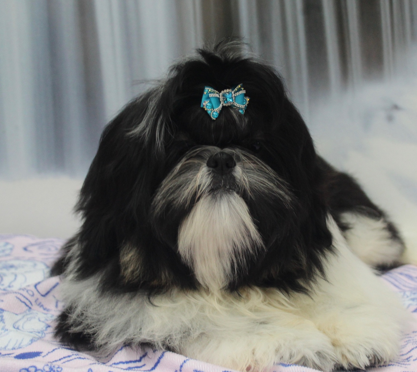 Chien Shih Tzu « Shadow » Ades Of Legendary Tibetan
