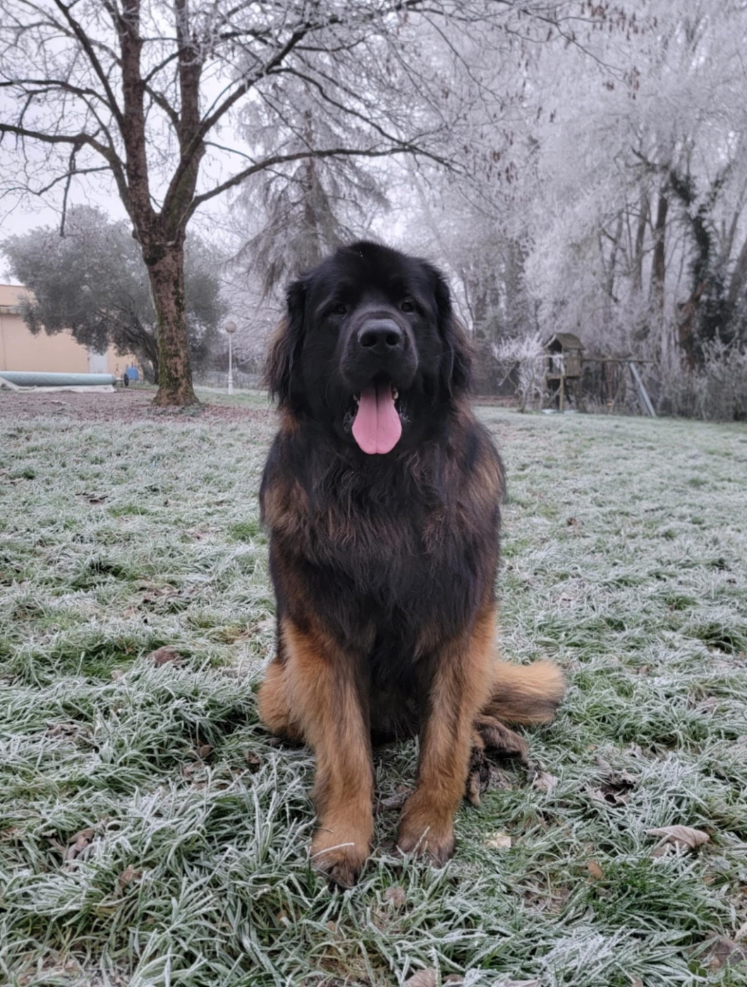 Chien Leonberger Ugho Vasfia Du Val Des Dalles
