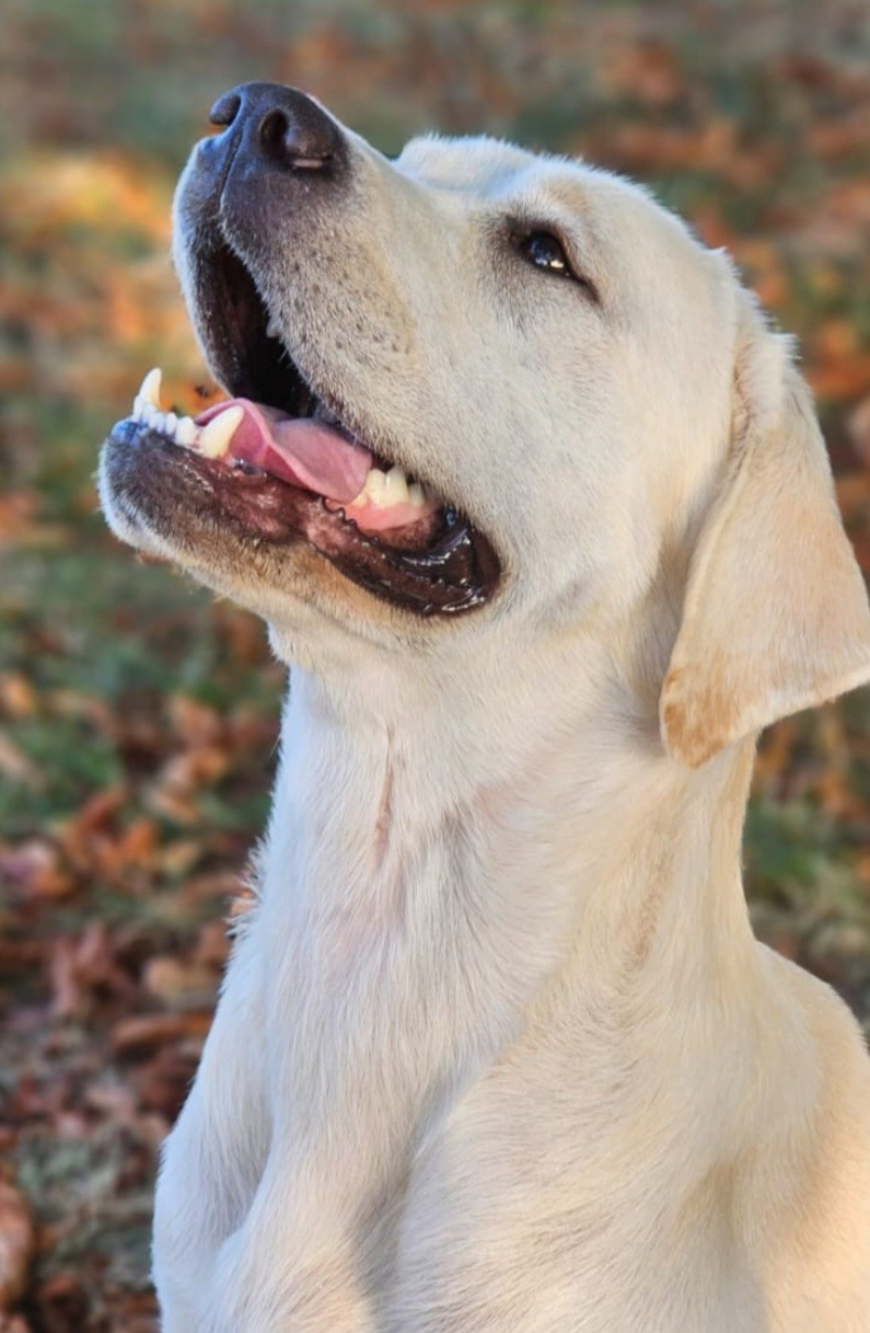 Chien Labrador Retriever Umielle De La Vallée Caelestis