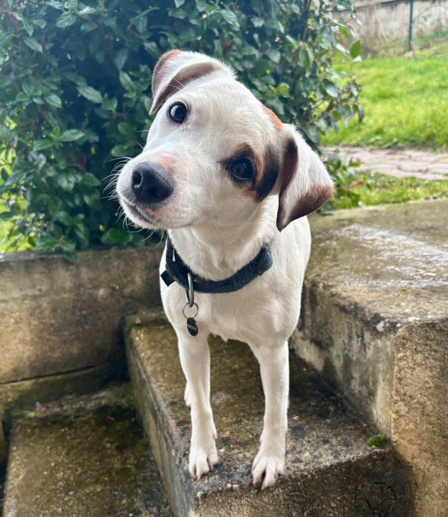 Chien Parson Russell Terrier Sully (Sans Affixe)