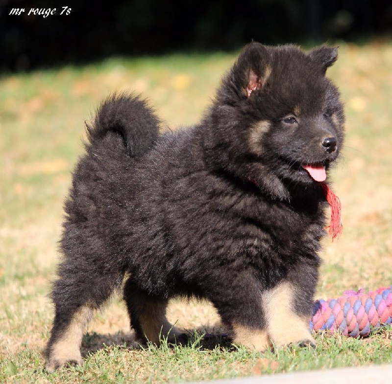 Chiot - Elevage Les legendes de retz - eleveur de chiens Eurasier